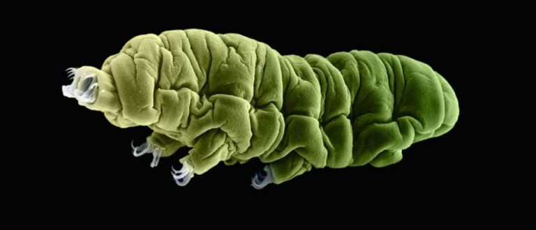 The immortal “Tardigrades” - Scientia Magazine