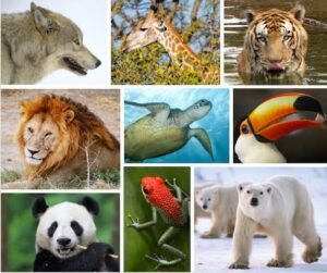 Biggest threats to wildlife and endangered species - Scientia Magazine