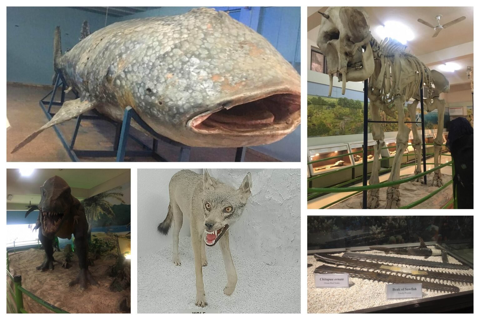 An Exclusive Tour of the Pakistan Museum of Natural History - Scientia ...