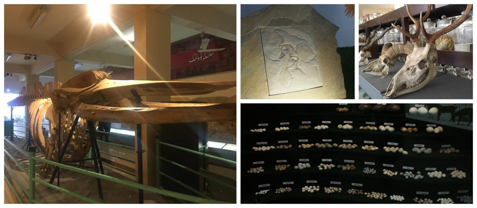 An Exclusive Tour of the Pakistan Museum of Natural History - Scientia ...