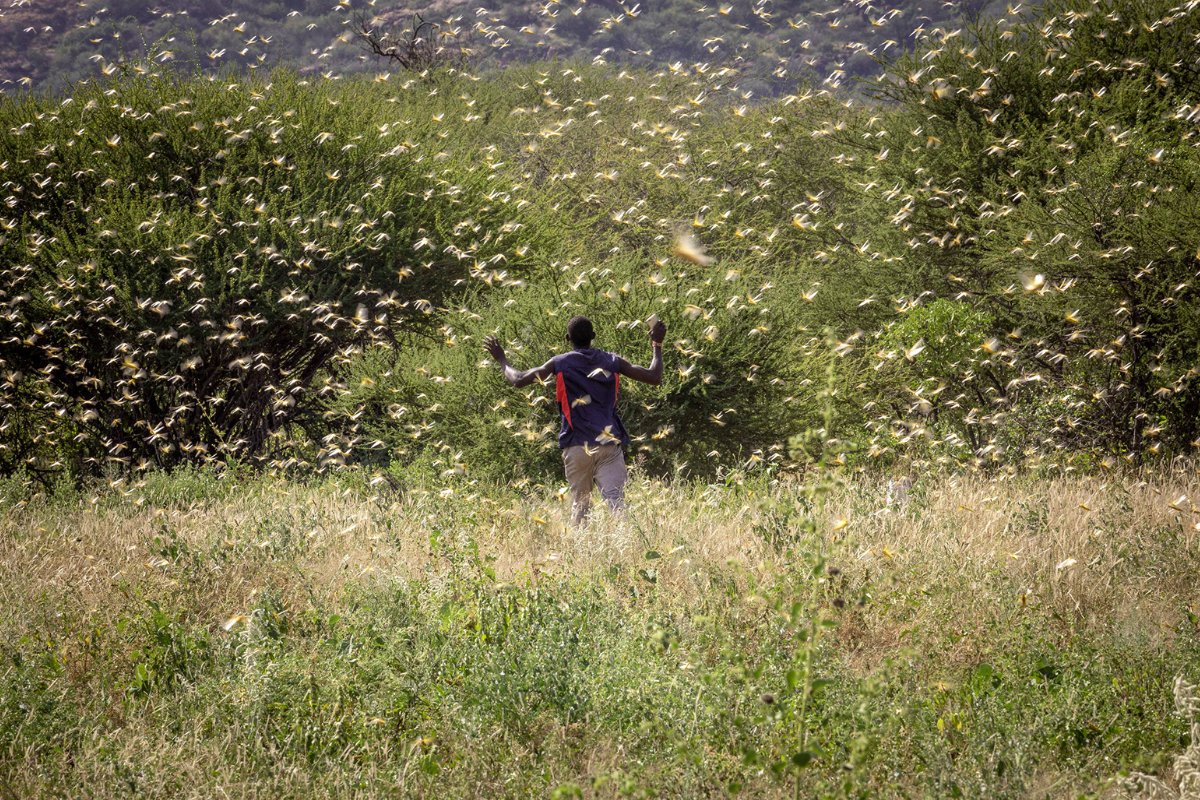 Desert Locust– A Havoc to Agriculture - Scientia Magazine