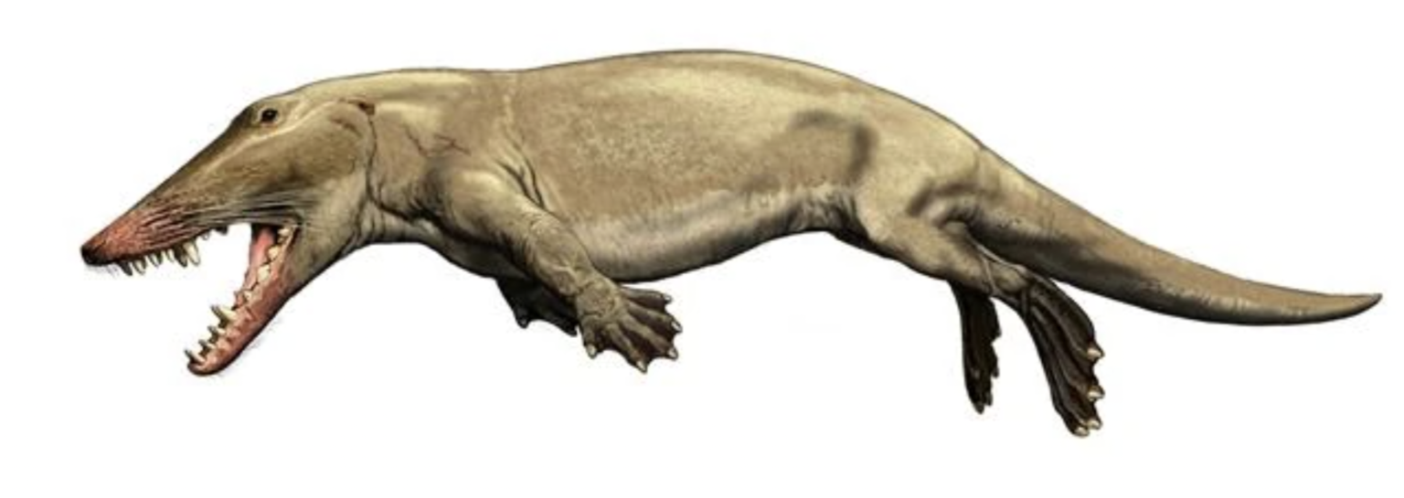 From Land to Sea— The journey of Whales and Dolphins - Scientia Magazine