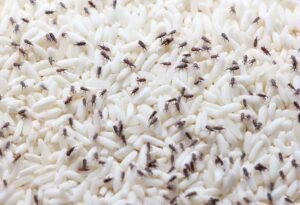 Insects in Stored Grains: Why They Appear & How to Stop Them